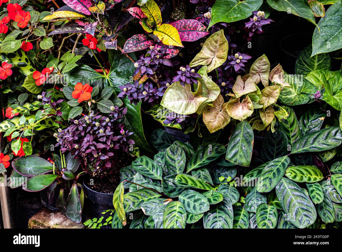 A variety of colourful indoor house plants bunched up close together ...