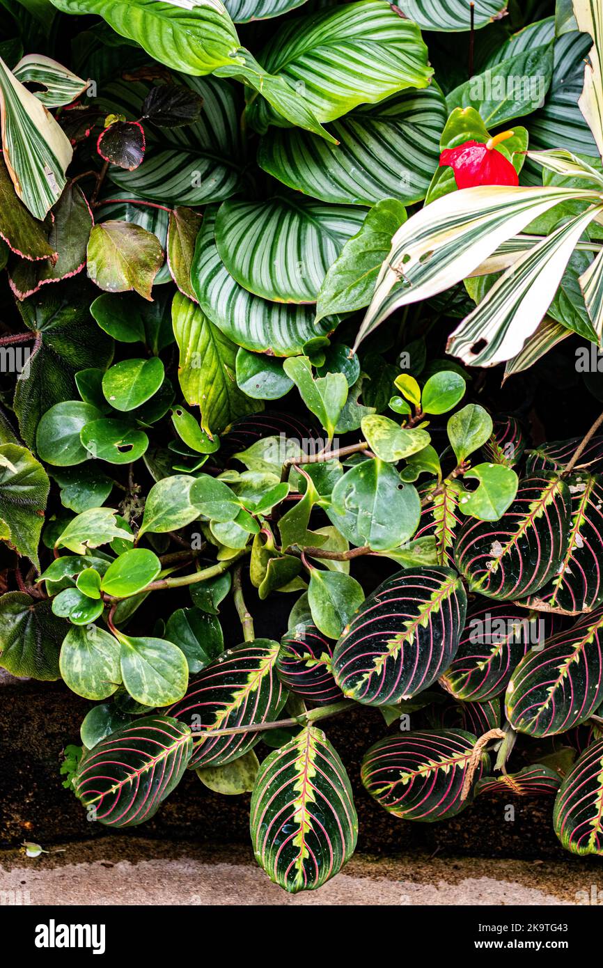 A variety of indoor house plants bunched up close together sit just ...