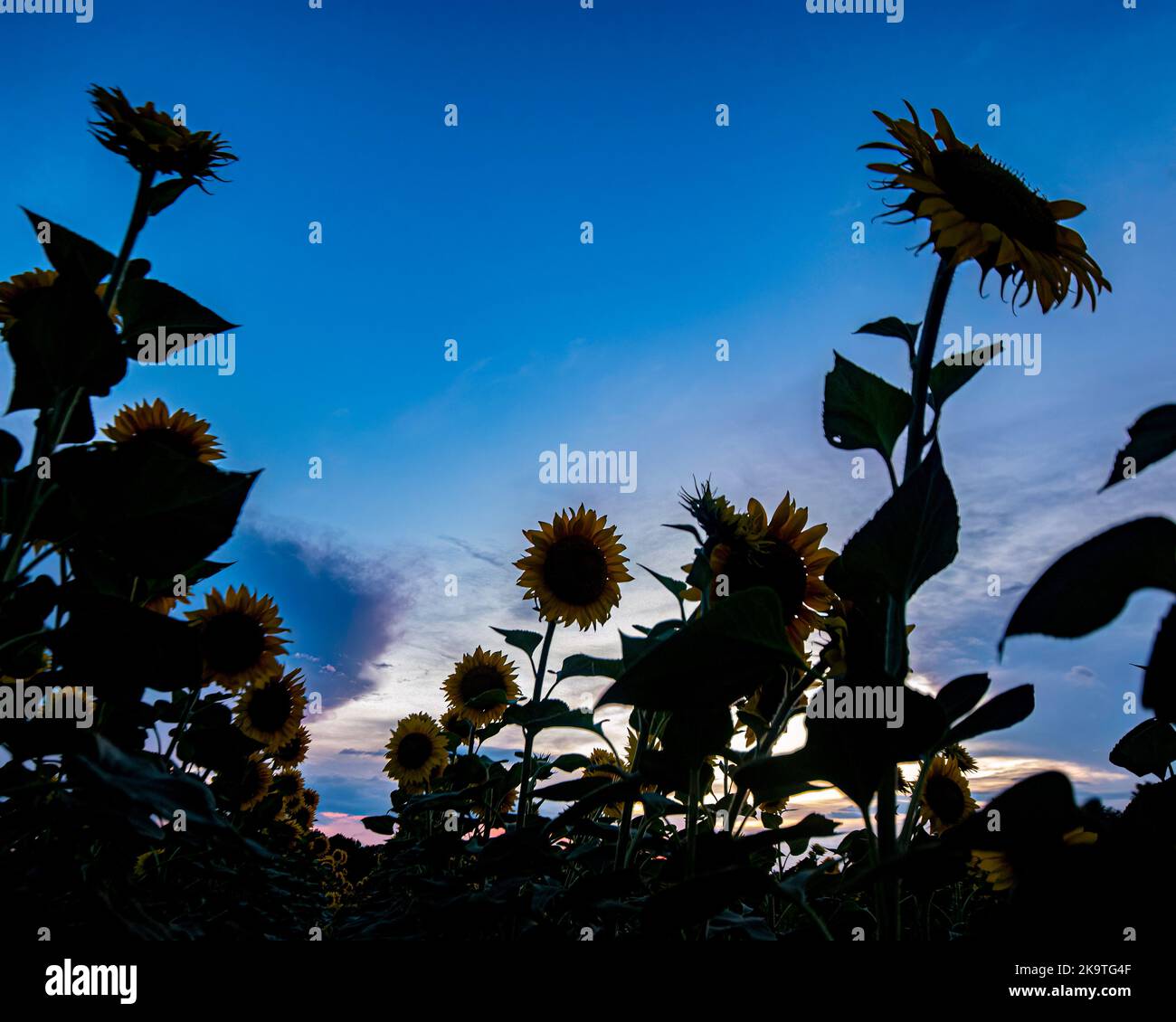 Sunflower (Helianthus annuus) field in silhouette against a colorful ...