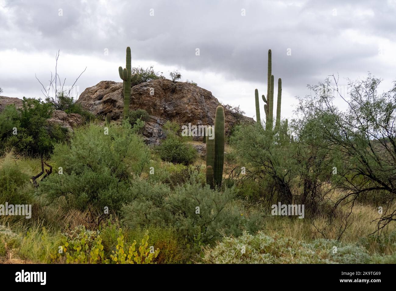 Arizona trail saguaro national park hi-res stock photography and images ...