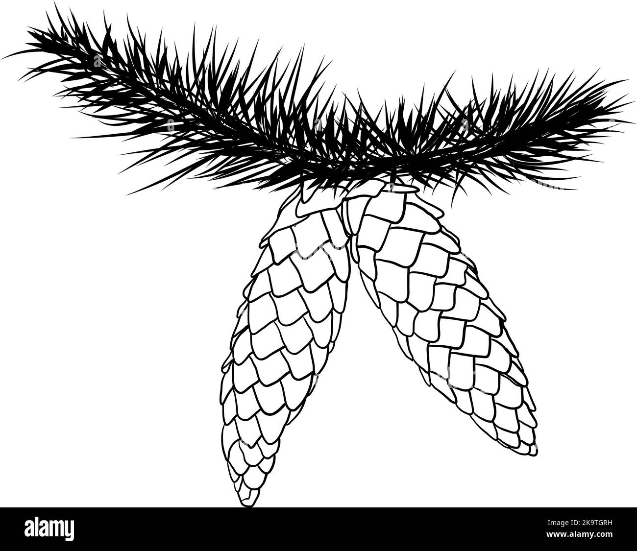 Fir-tree cones, black and white illustration. Vector sketch Stock ...