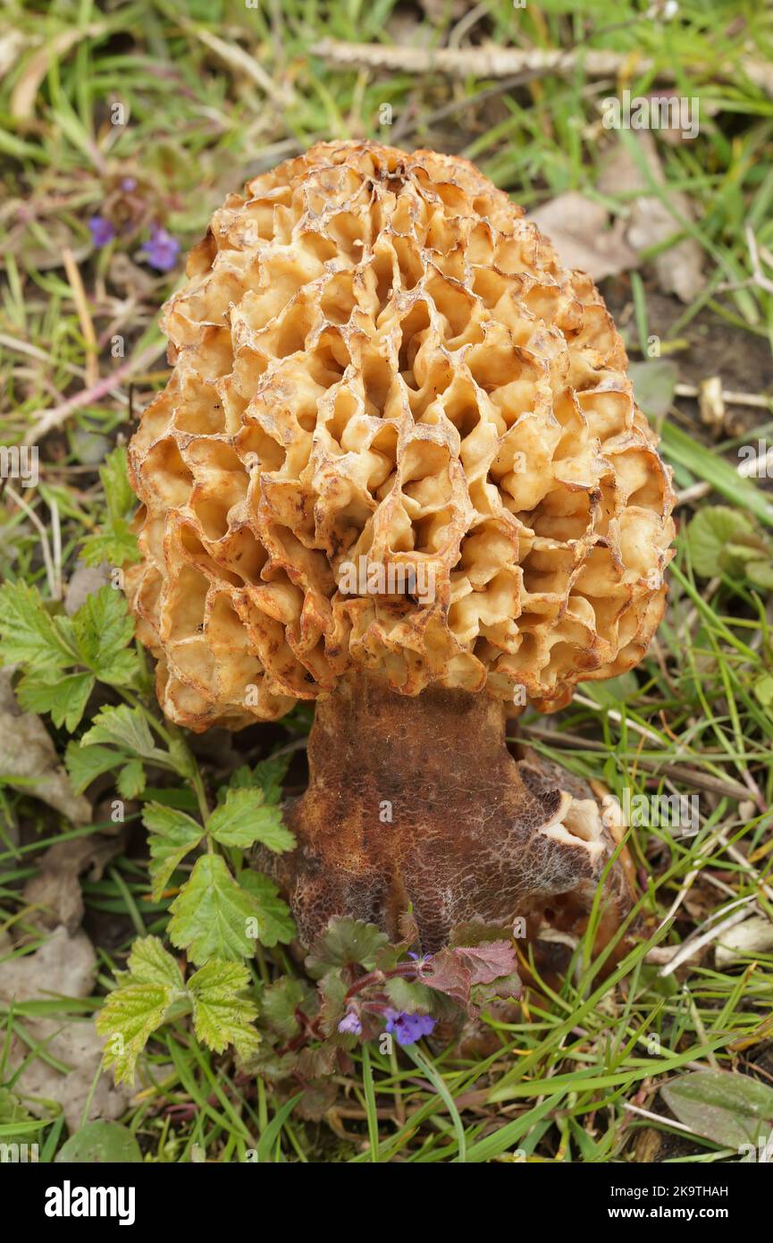 Vertical natural closeup on a Spounge morel mushroom , Morchella ...