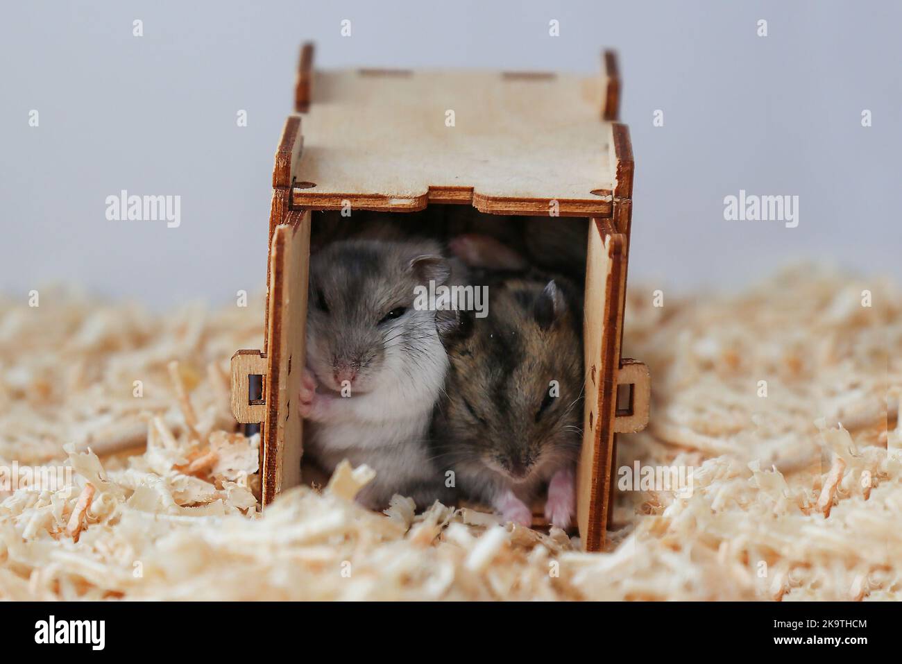 A couple of hamsters are sleeping in a wooden house. Two hamsters are ...