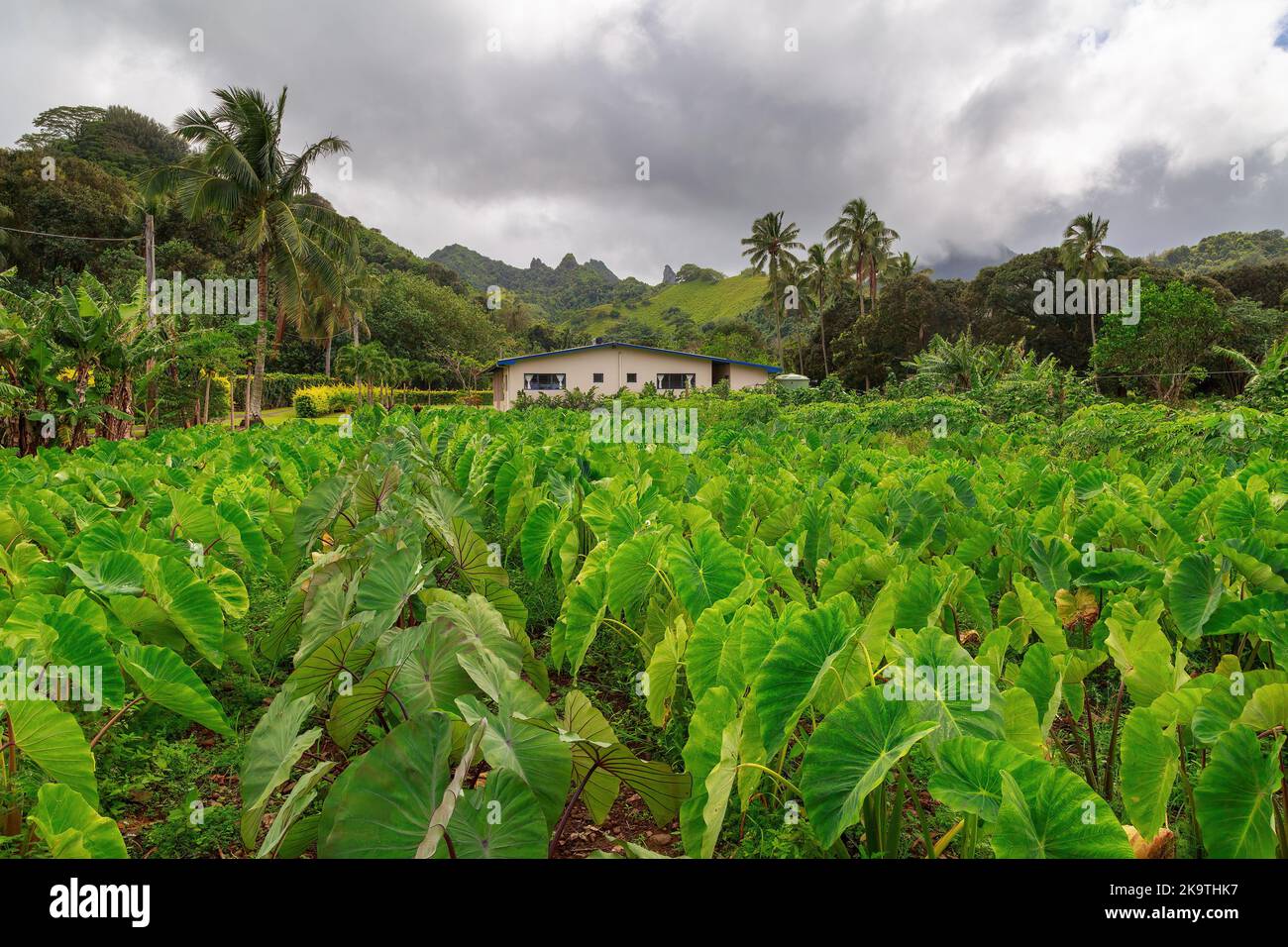 A taro field growing outside a rural house on the tropical island of ...