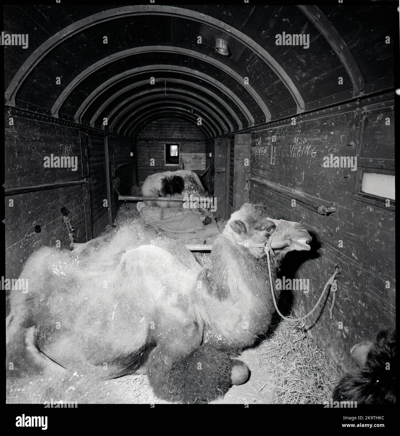 Animals in freight wagon Stock Photo - Alamy