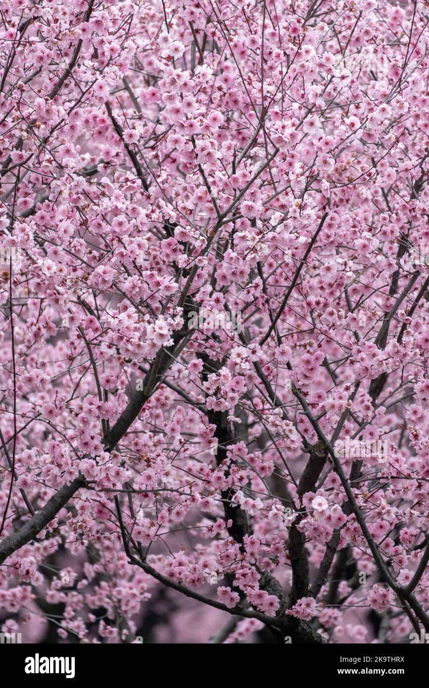 Pink cherry flower in full blossom during spring time with more flowers ...
