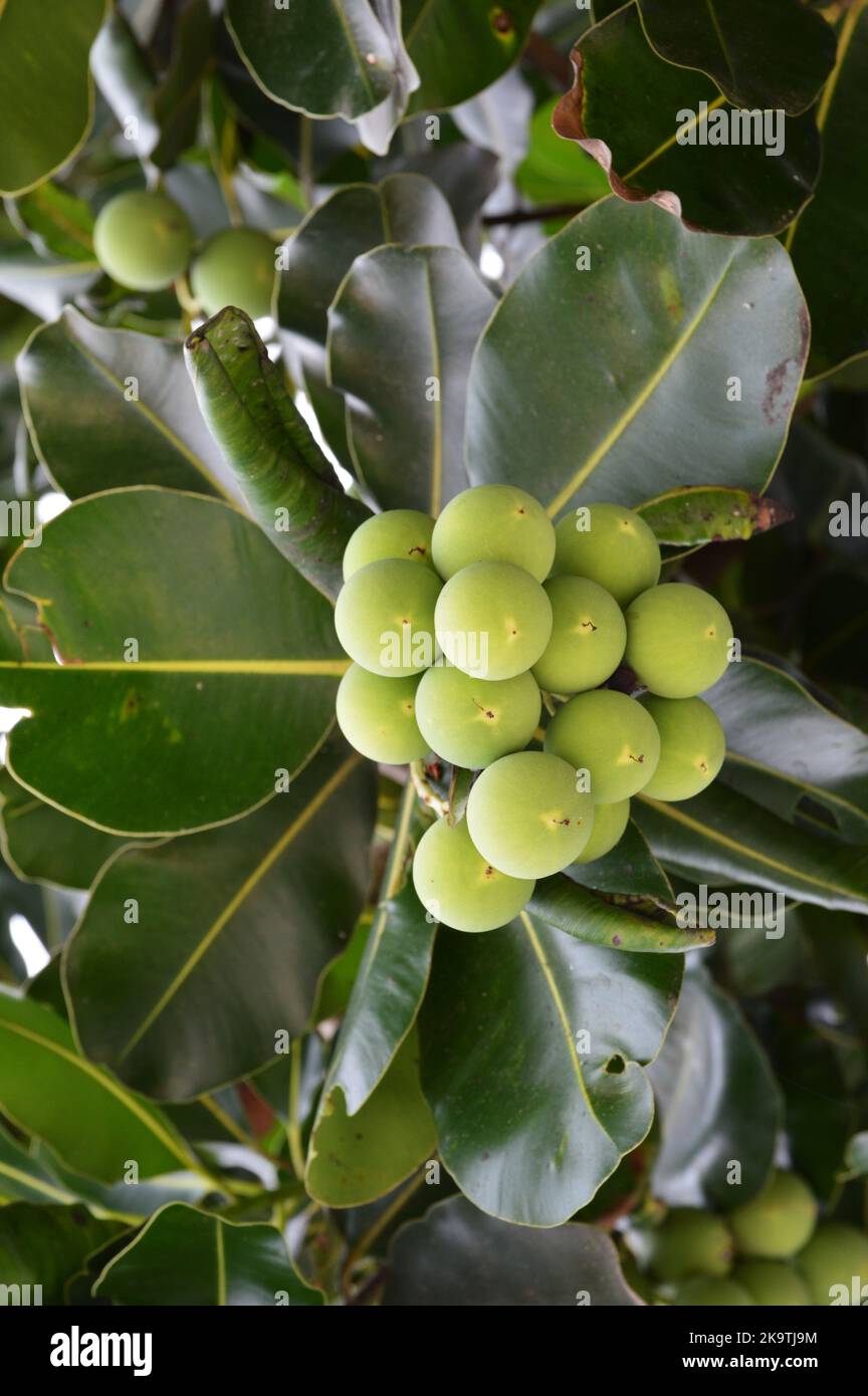 A branch of fresh green figs cluster Stock Photo - Alamy