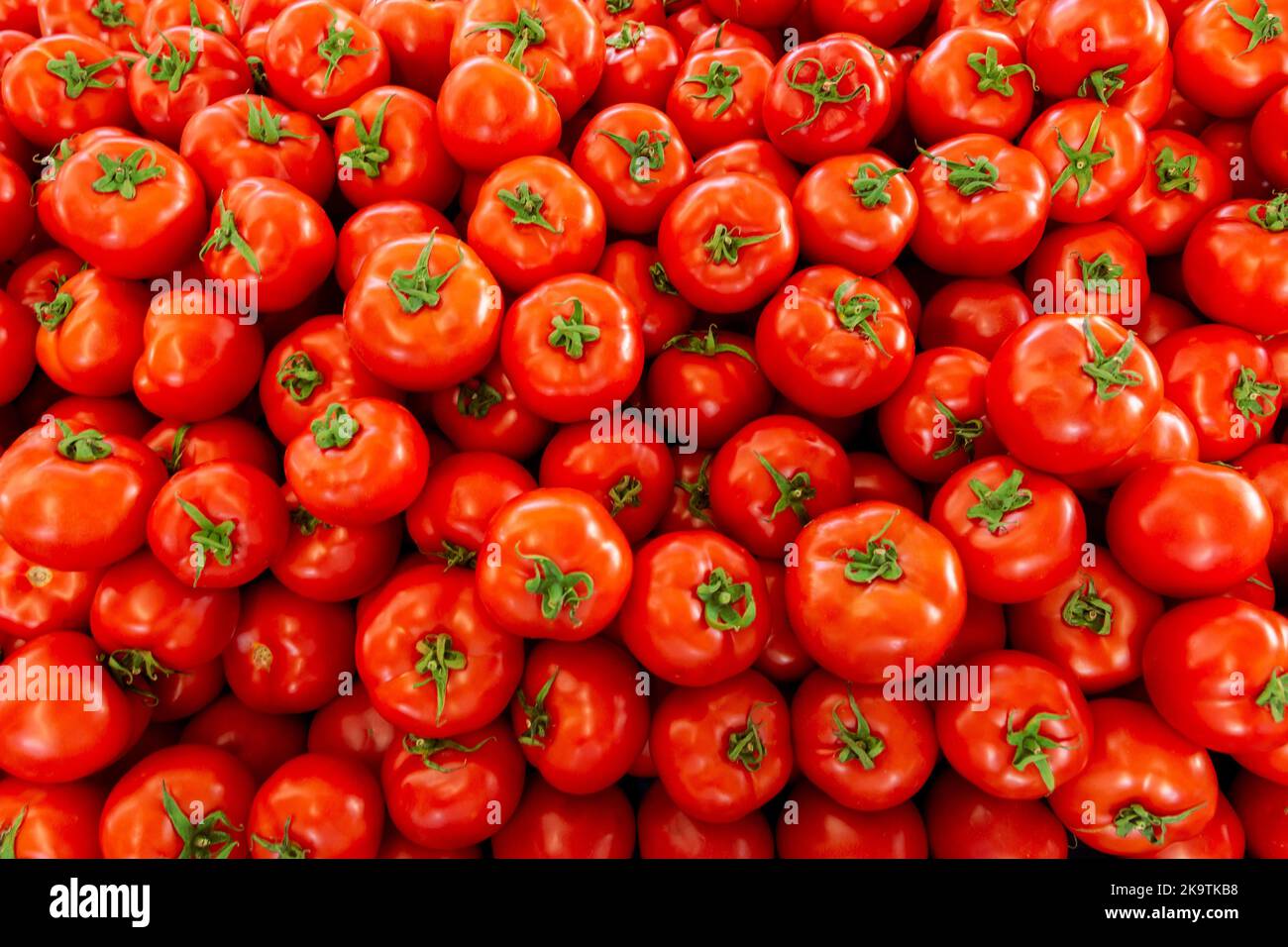 Glossy shiny tomato fruits with green leaves are laid out in many ...