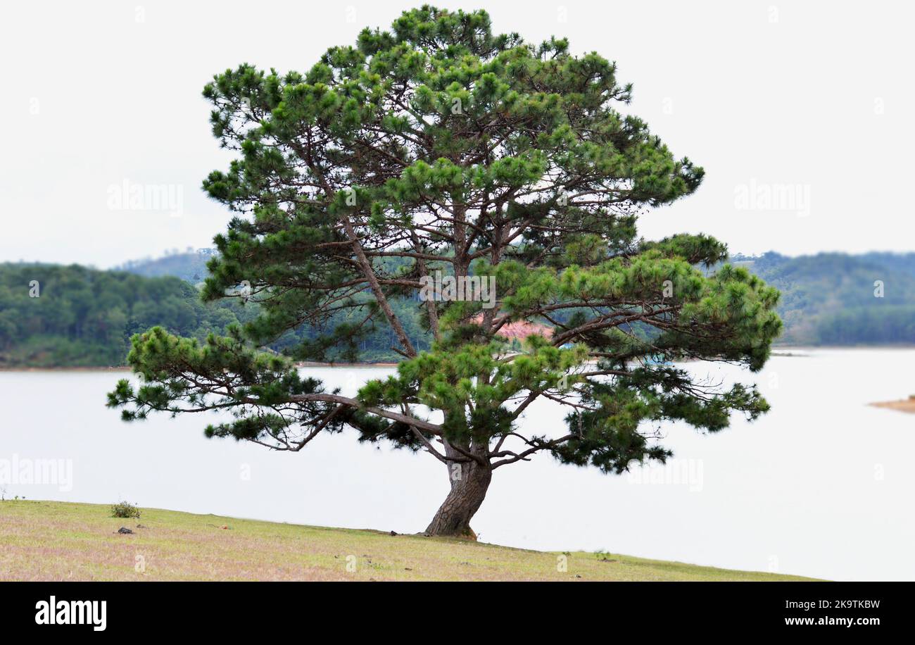 Cay co don hi-res stock photography and images - Alamy