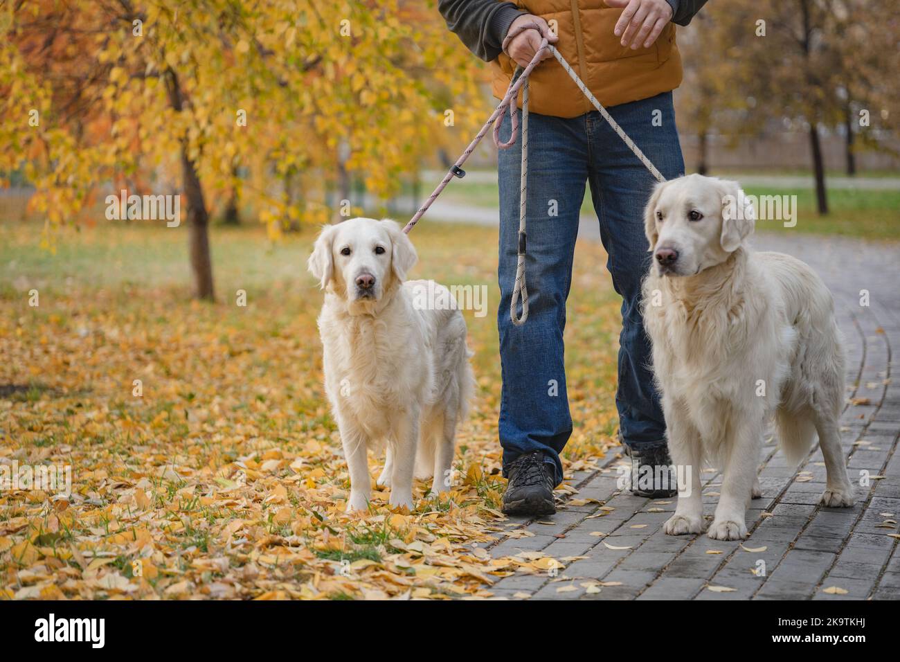 Unidentified man walks with two dogs along a path in an autumn park ...