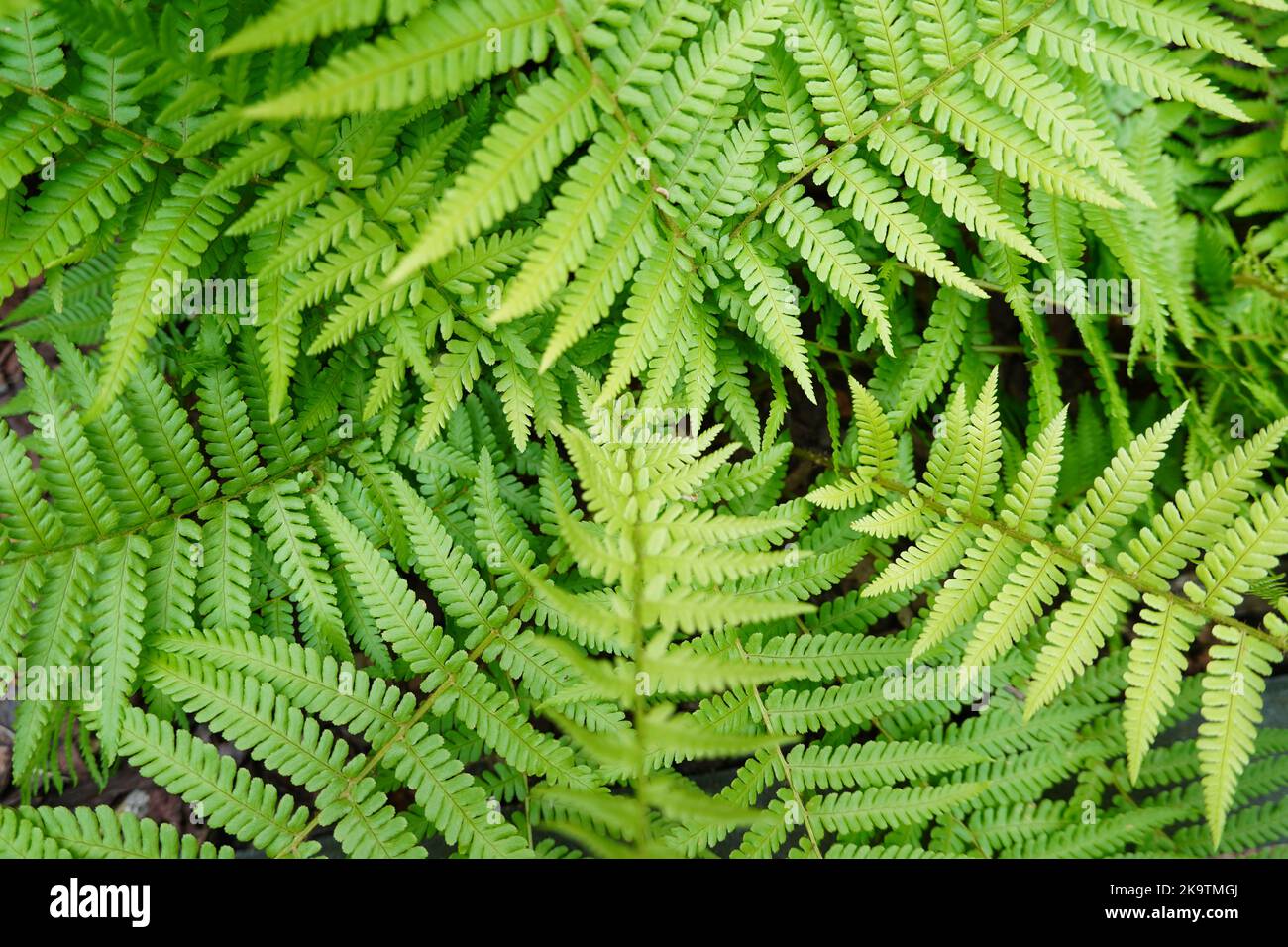 Beautiful ferns leaves natural hi-res stock photography and images - Alamy