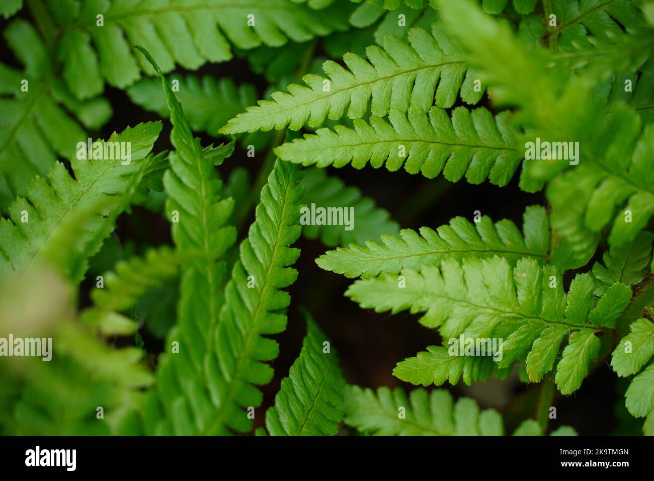 The deep green of a fern Stock Photo - Alamy
