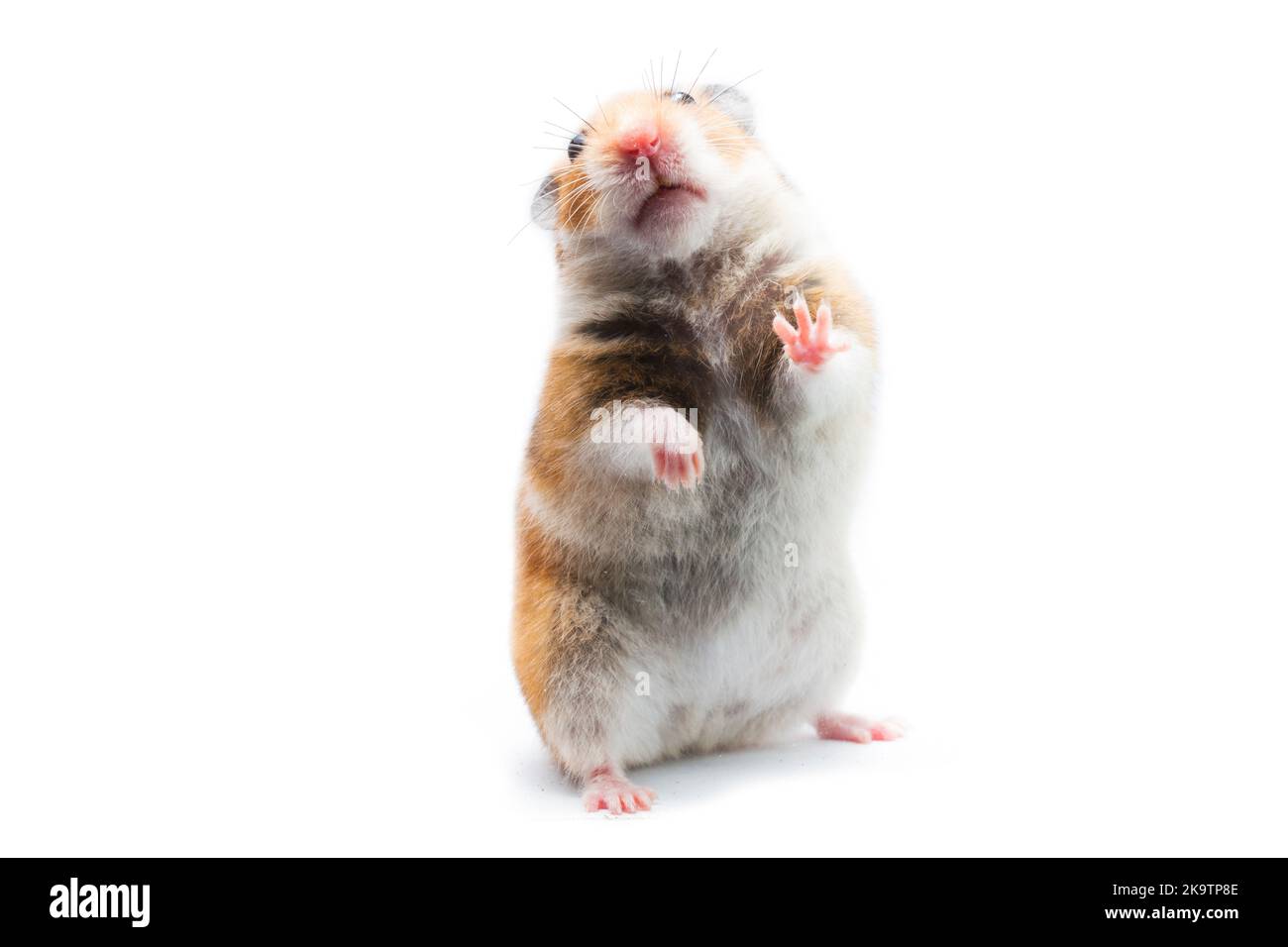 Syrian hamster Mesocricetus auratus isolated on a white background ...