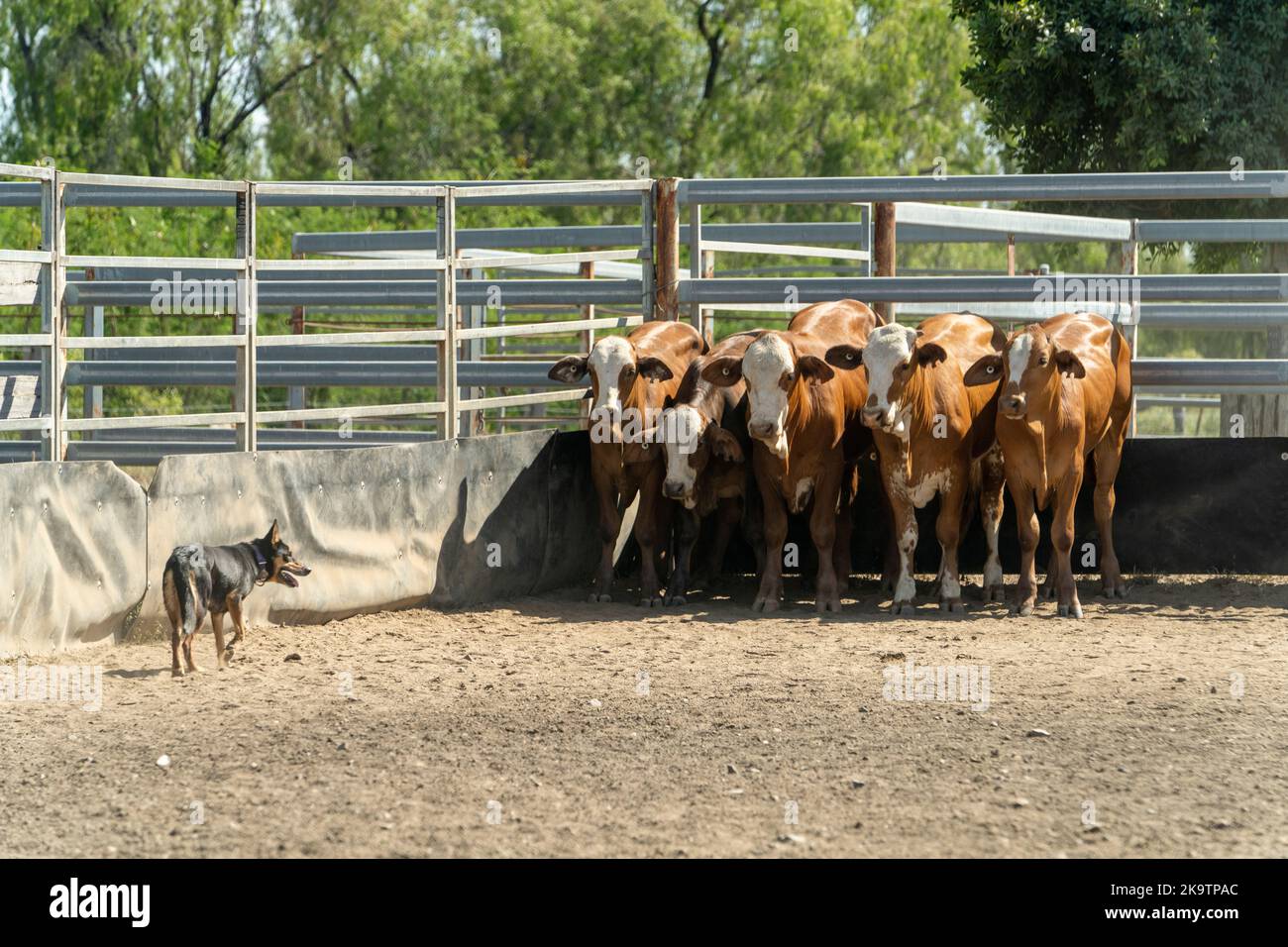 Australian cattle station dogs hi-res stock photography and images - Alamy
