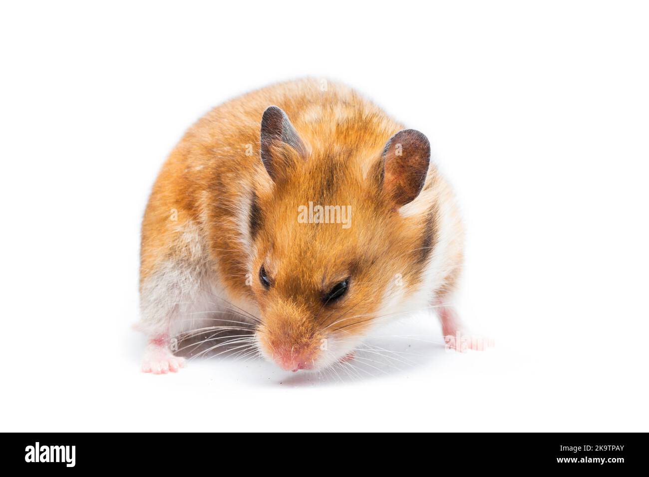 Syrian hamster Mesocricetus auratus isolated on a white background ...