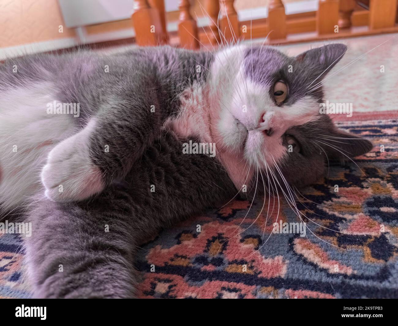 Domestic cute Cat rest on the carpet Stock Photo - Alamy