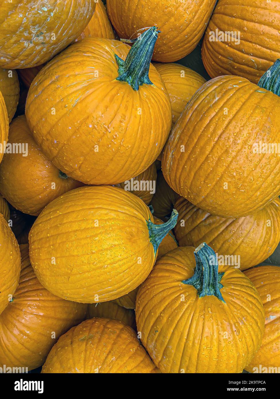 A pumpkin is a cultivar of a squash plant, most commonly of Cucurbita ...