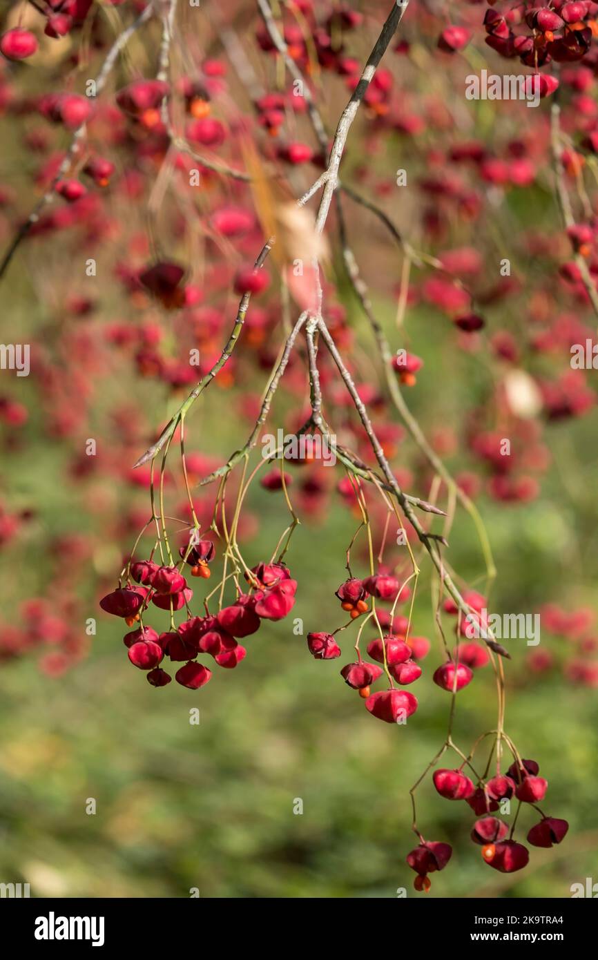 European spindle (Euonymus europaeus), Muensterland, North Rhine ...