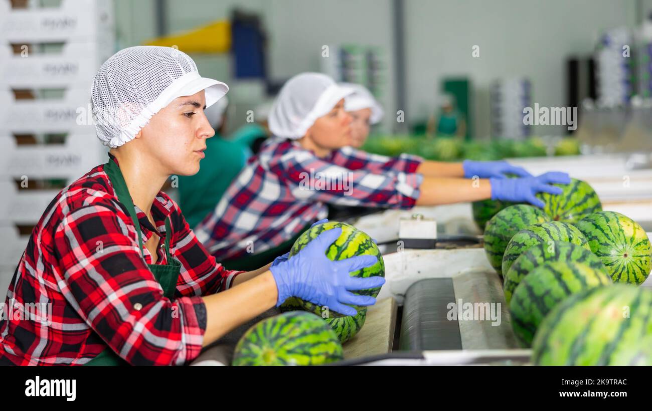 Women working in vegetable processing factory Stock Photo - Alamy