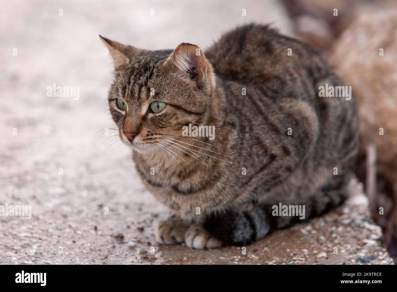 Cyprus cats hi-res stock photography and images - Alamy