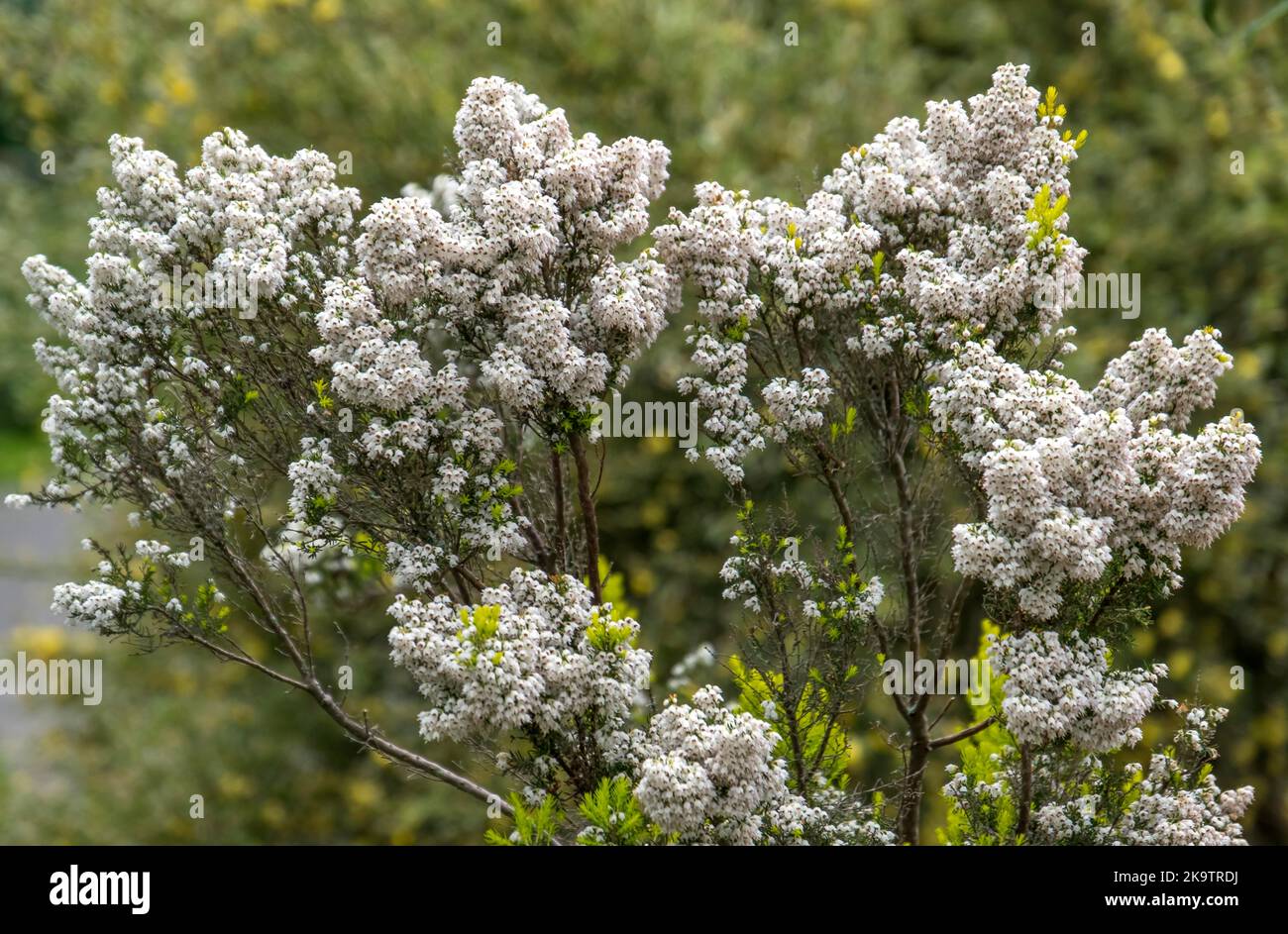 Tree heath (Erica arborea), Muensterland, North Rhine-Westphalia ...