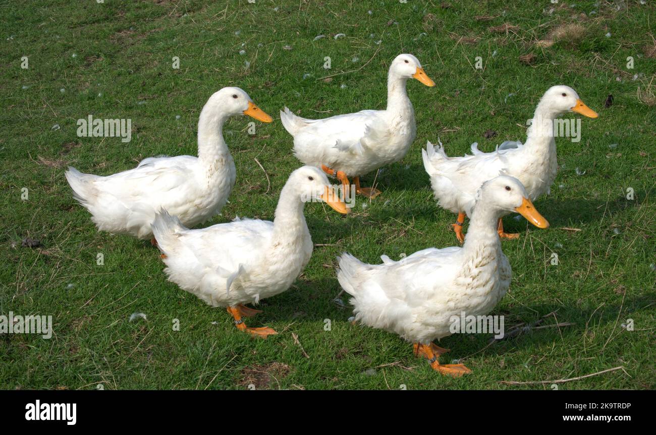 Peking ducks (Anas platyrhynchos domestica), North Sea island of Foehr ...