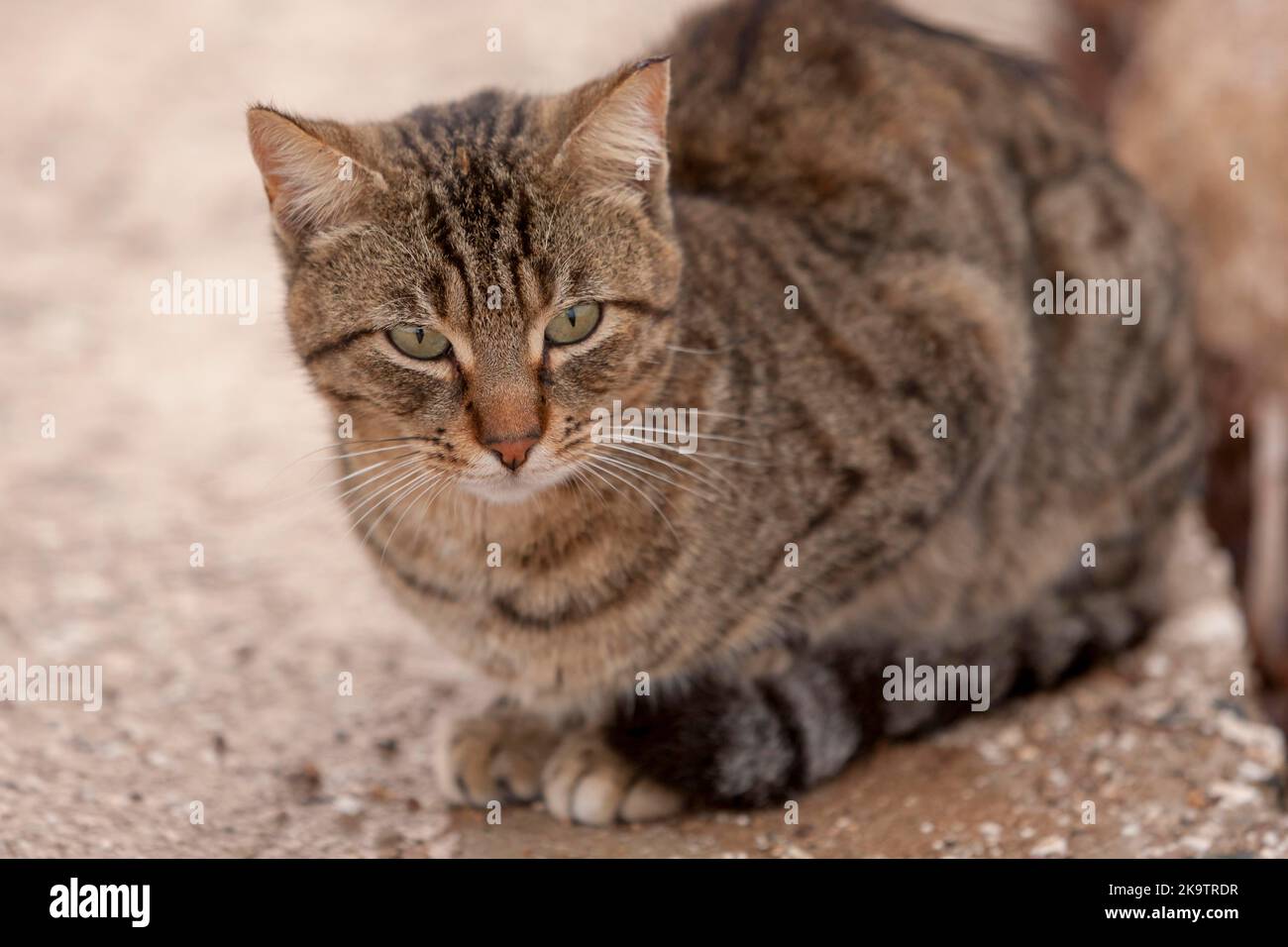 Cyprus cats hi-res stock photography and images - Alamy