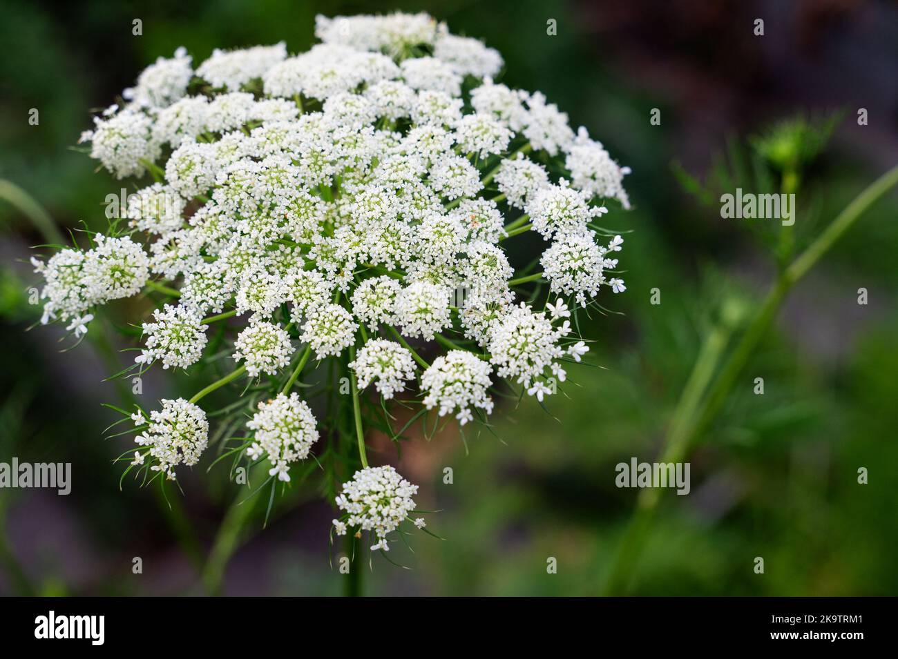 Flowering carrots before seed formation. The flowers were left to ...