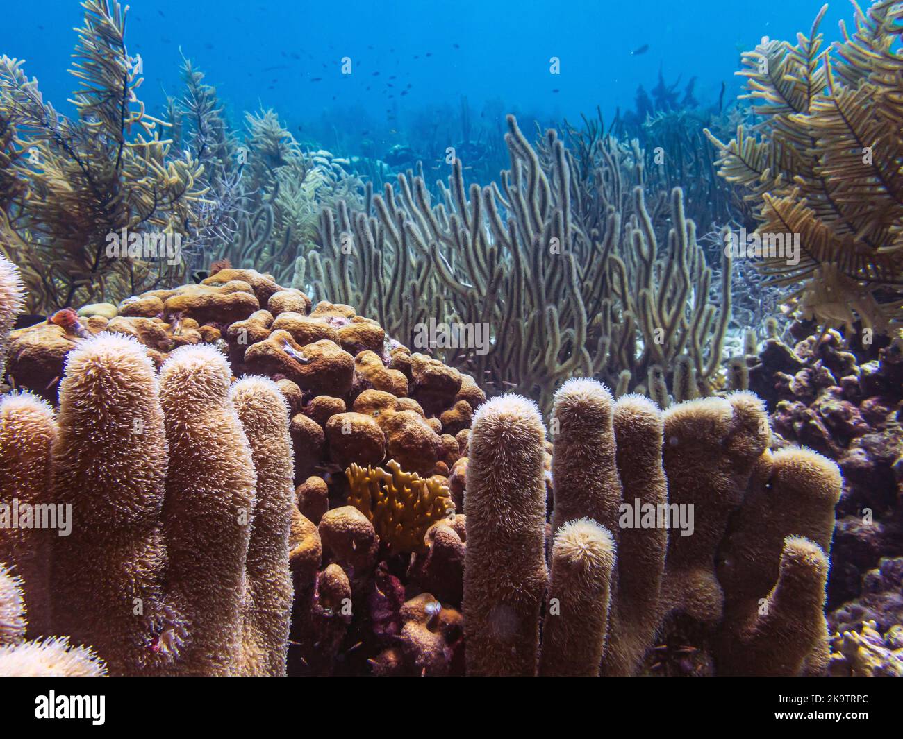 Caribbean coral reef Stock Photo - Alamy