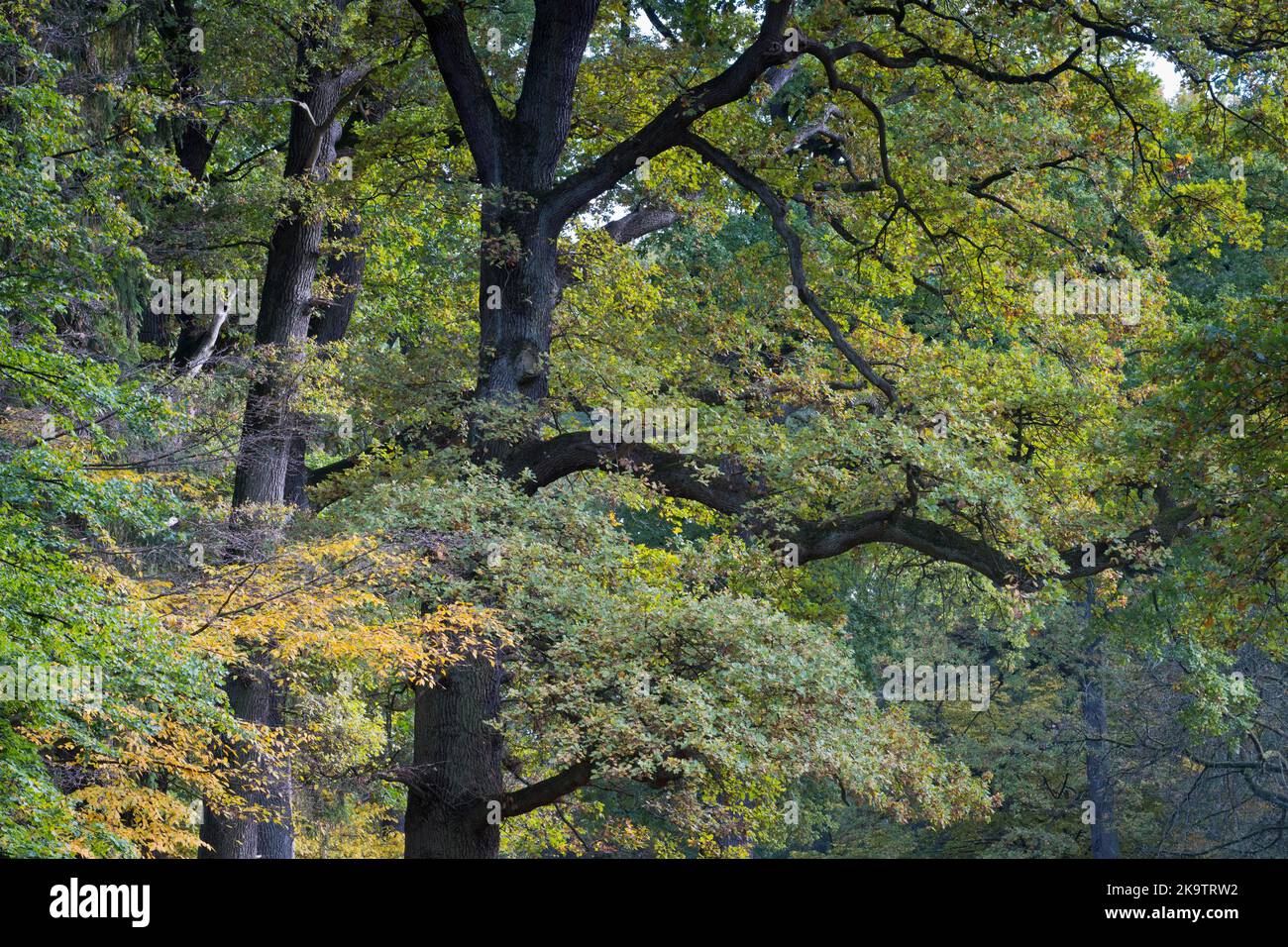 English oak (Quercus robur), Lower Saxony, Germany Stock Photo - Alamy