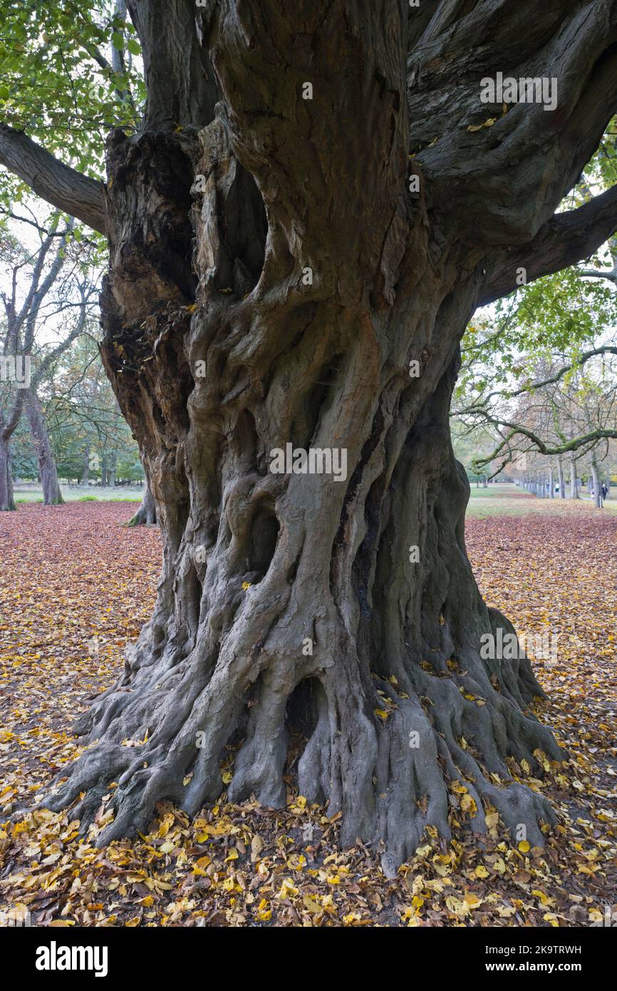 European hornbeam carpinus betulus old hi-res stock photography and ...