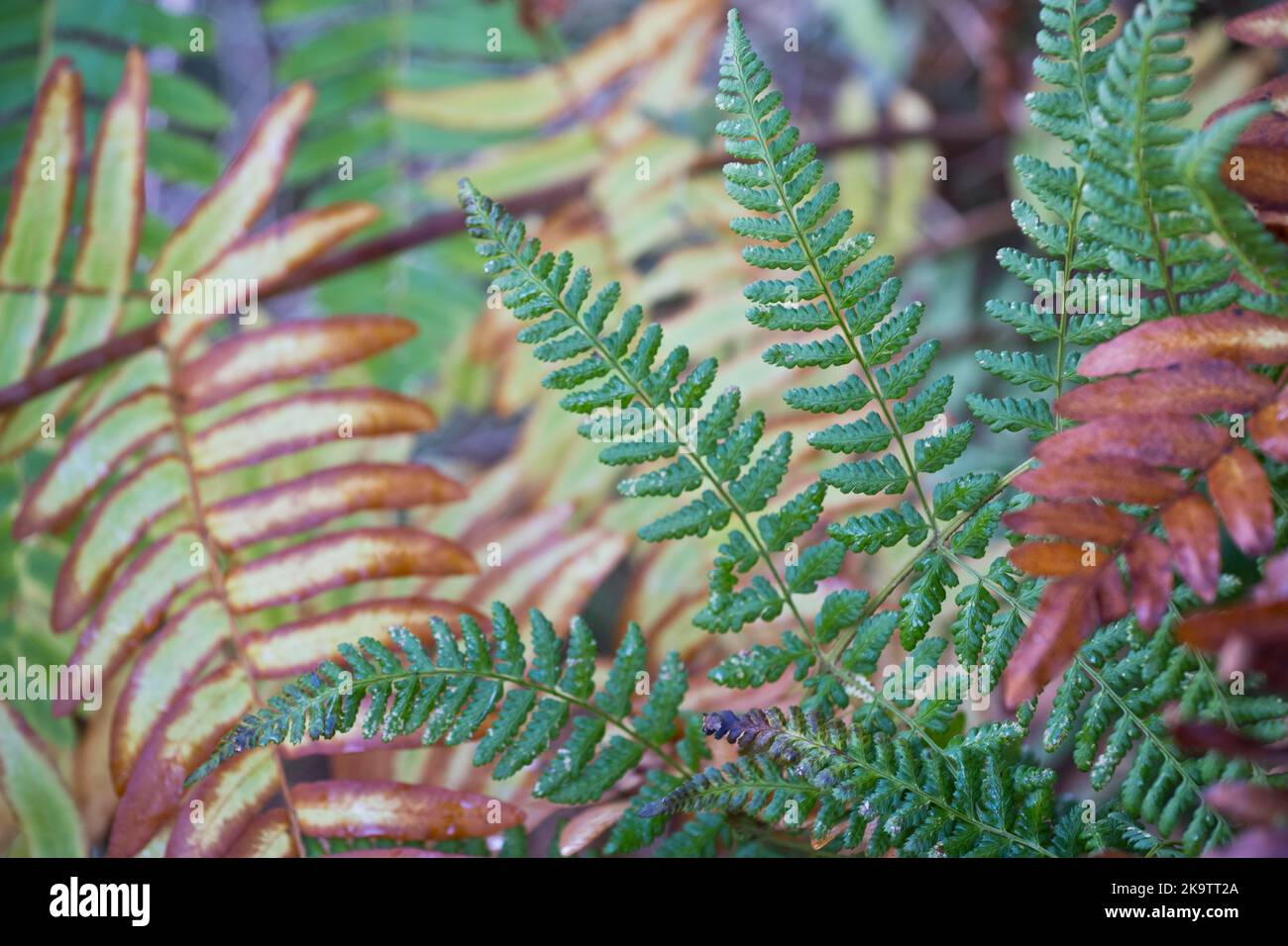 Royal fern (Osmunda regalis) and narrow buckler fern (Dryopteris ...