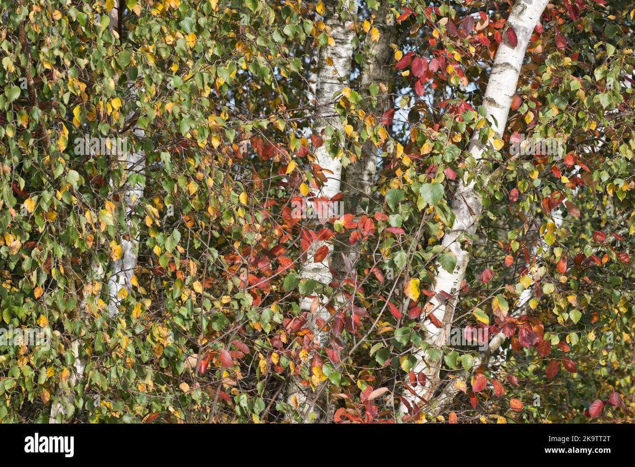 Warty birch (Betula pendula) and rock pear (Amelanchier canadensis) in ...