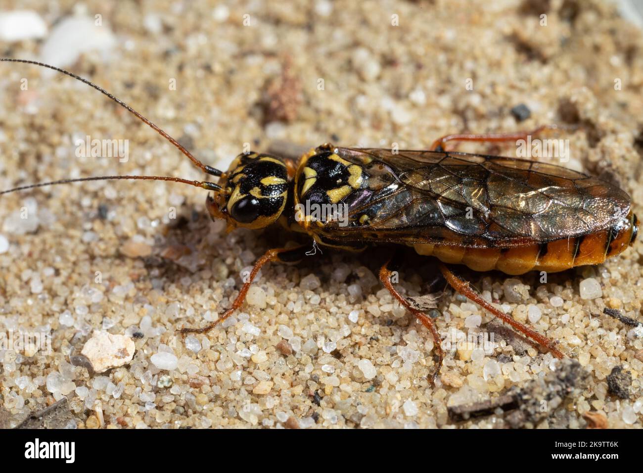 Large pine leaf wasp sitting on sandy soil left sighted Stock Photo - Alamy