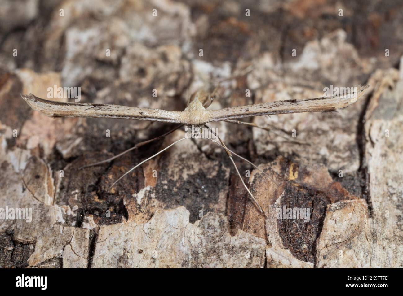 Feather moth Emmelina monodactyla Moth sitting on tree trunk looking ...