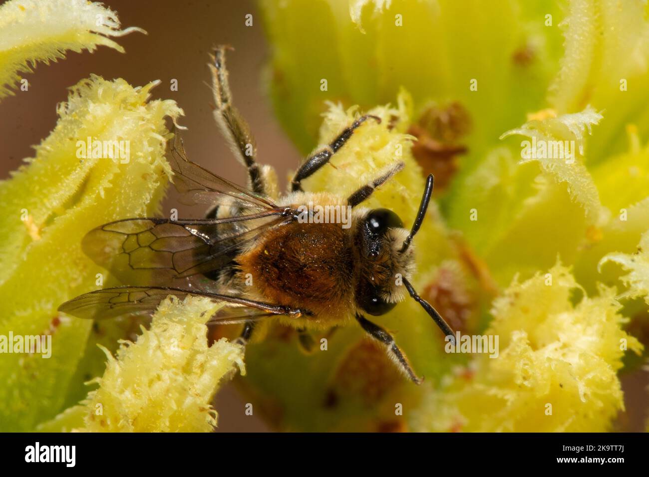 Felt-banded silky bee with closed wings sitting on yellow flower seen ...