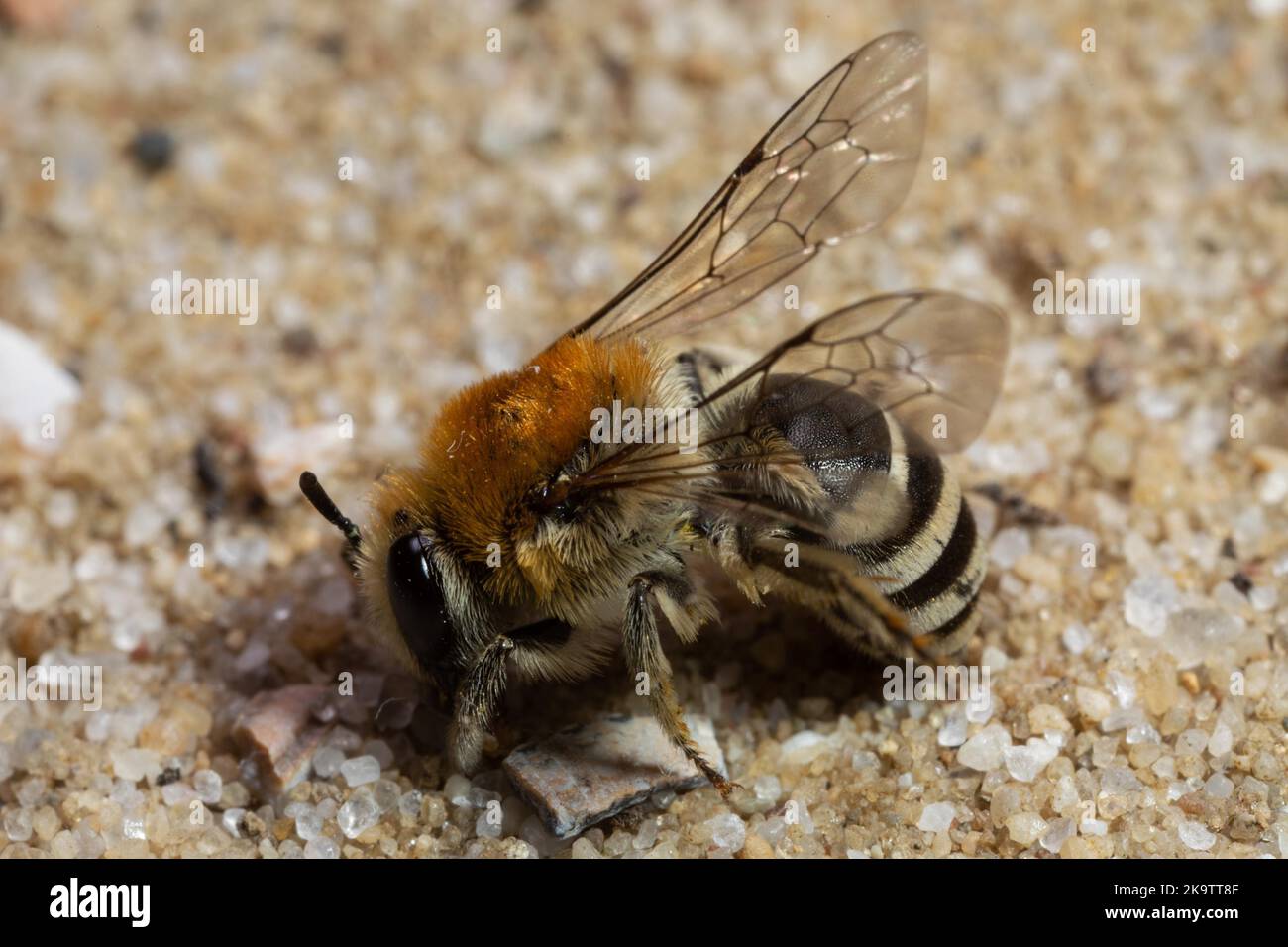 Felt-banded silky bee with open wings sitting on sandy ground looking ...