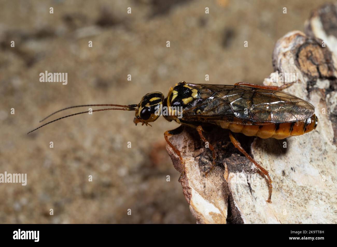 Large pine spider wasp sitting on tree trunk seen left Stock Photo - Alamy