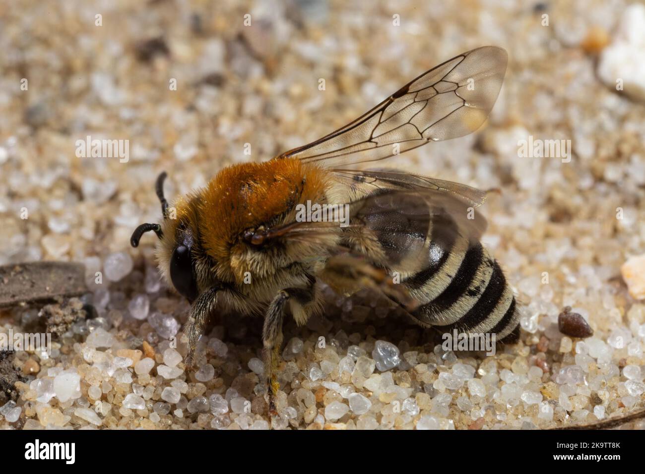 Felt-banded silky bee with open wings sitting on sandy ground looking ...