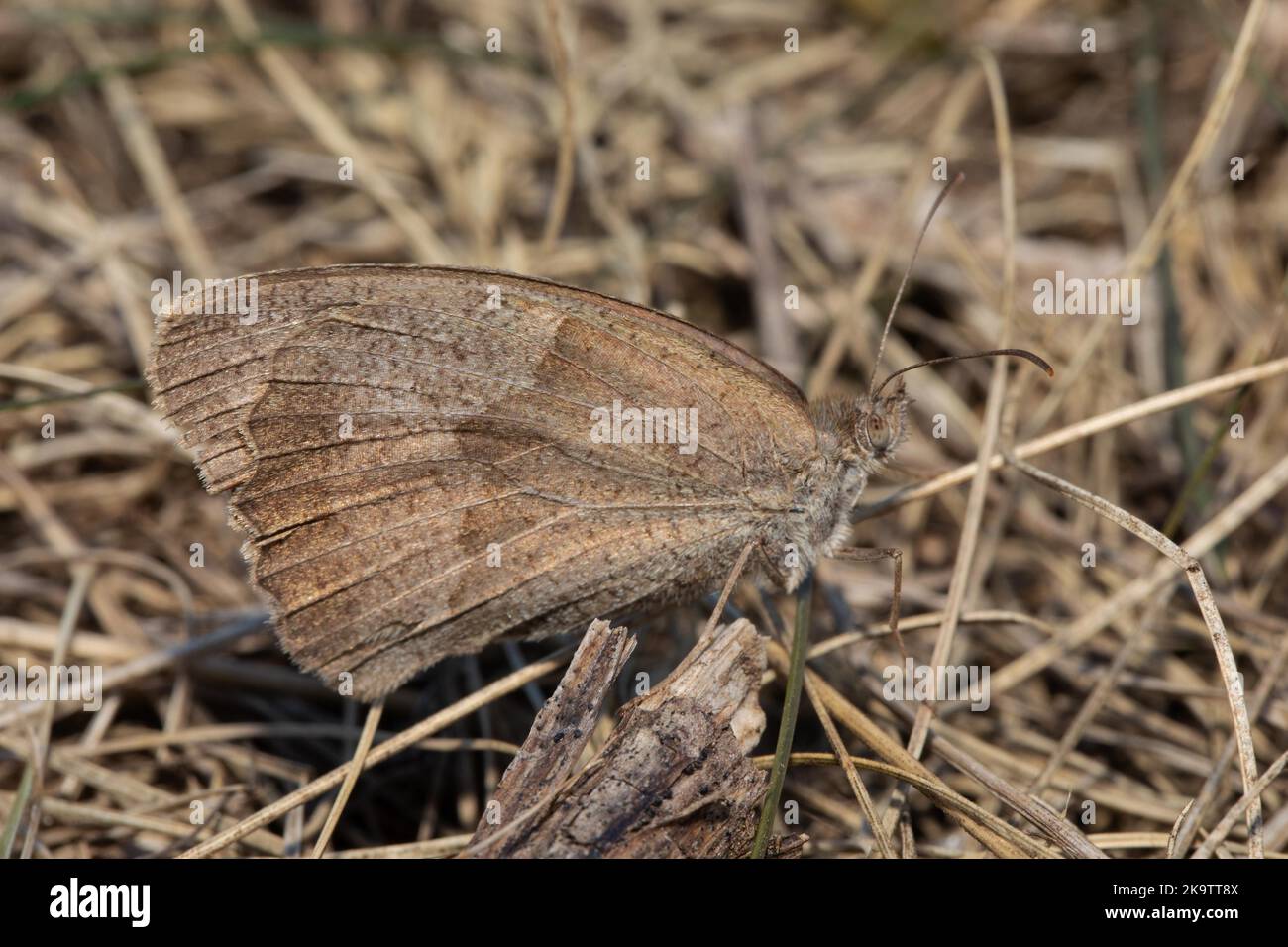 Large bull's eye butterfly with closed wings sitting on ground with ...