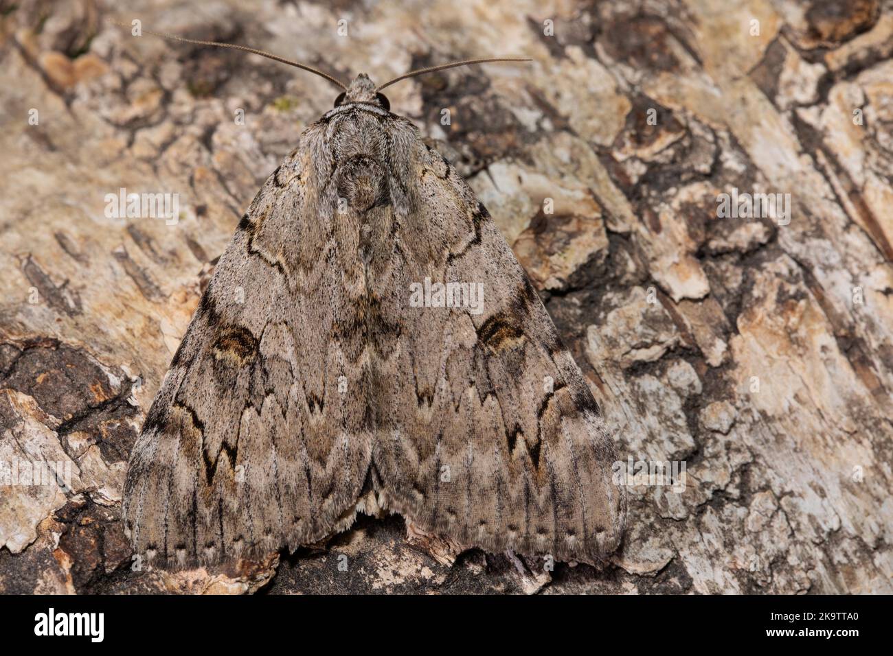 Rosy Underwing Moth with closed wings sitting on tree trunk from behind ...
