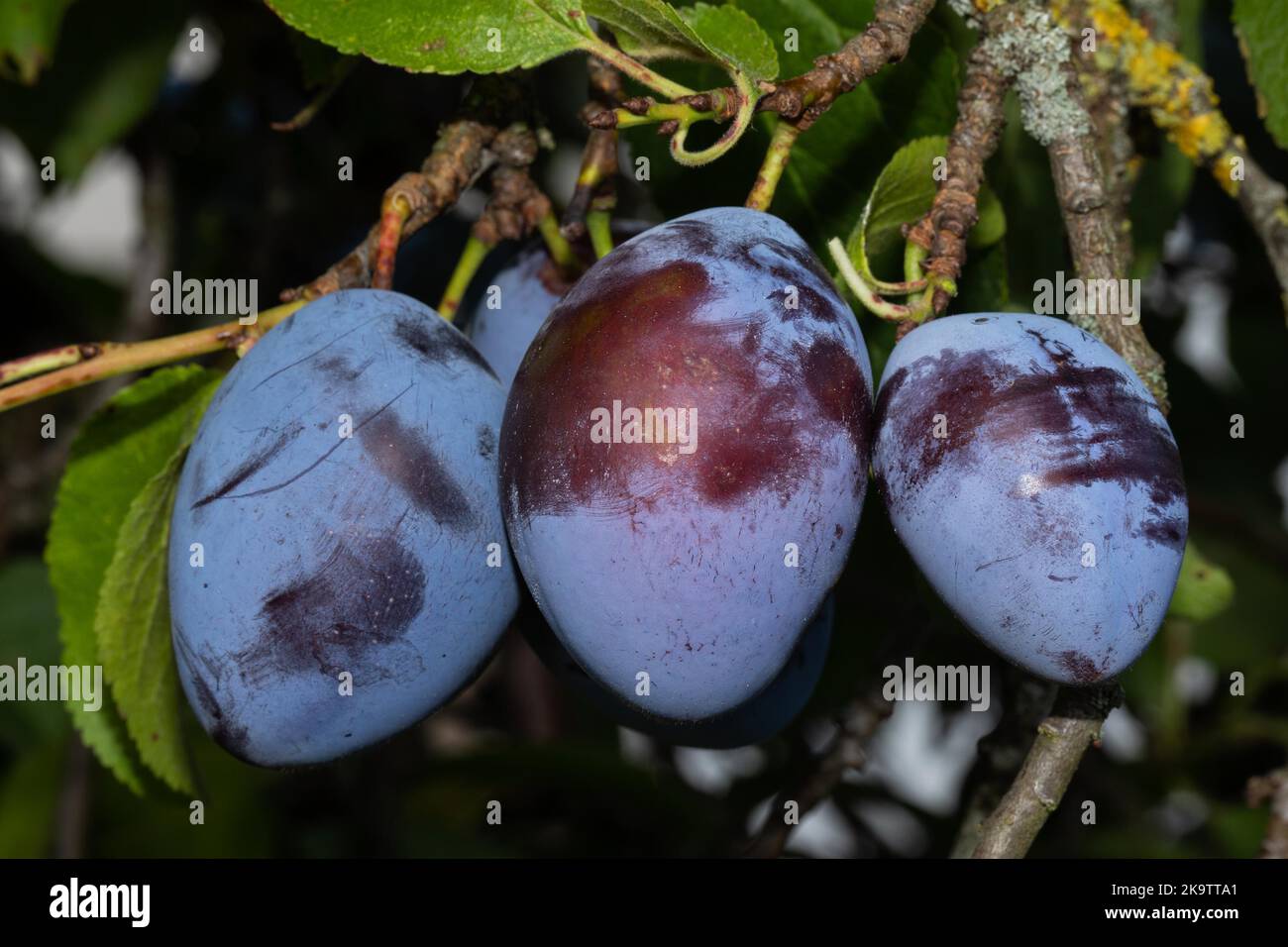 Plums on a branch with some blue fruits and green leaves Stock Photo ...