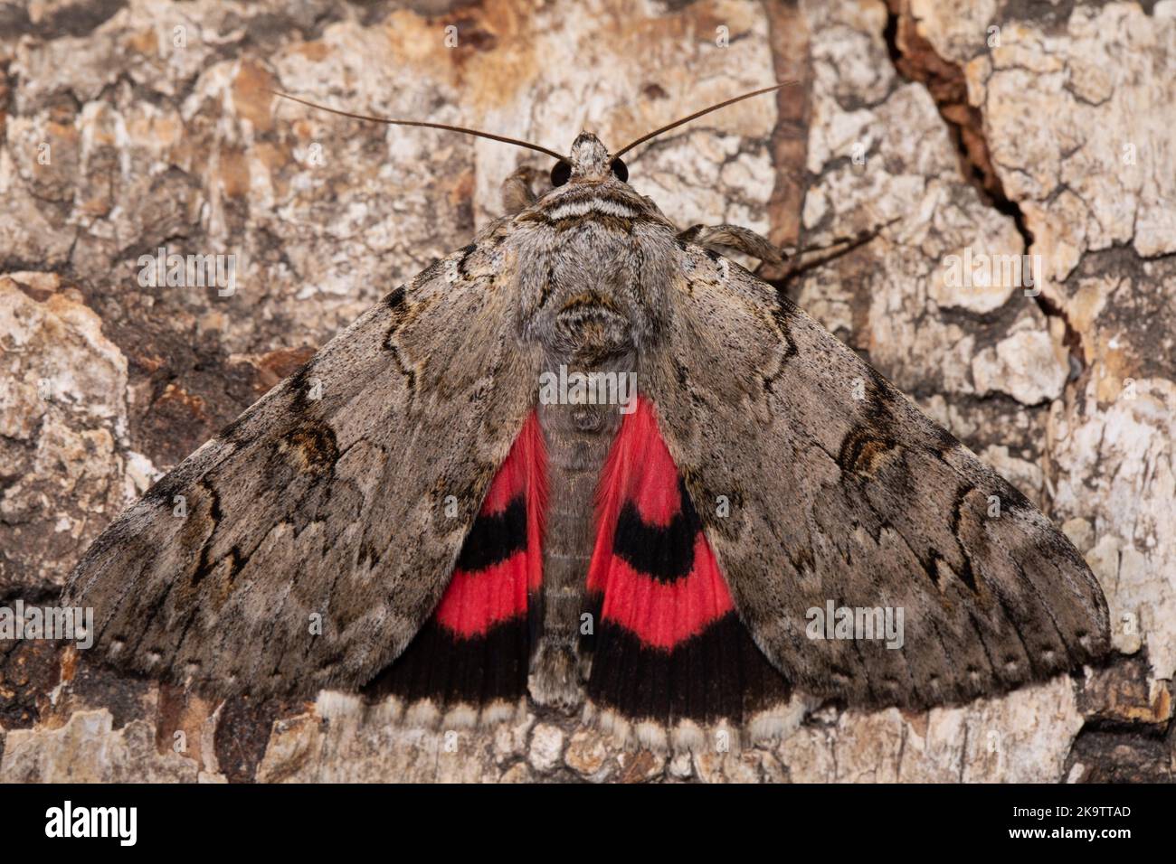 Rosy Underwing Moth with open wings sitting on tree trunk from behind ...