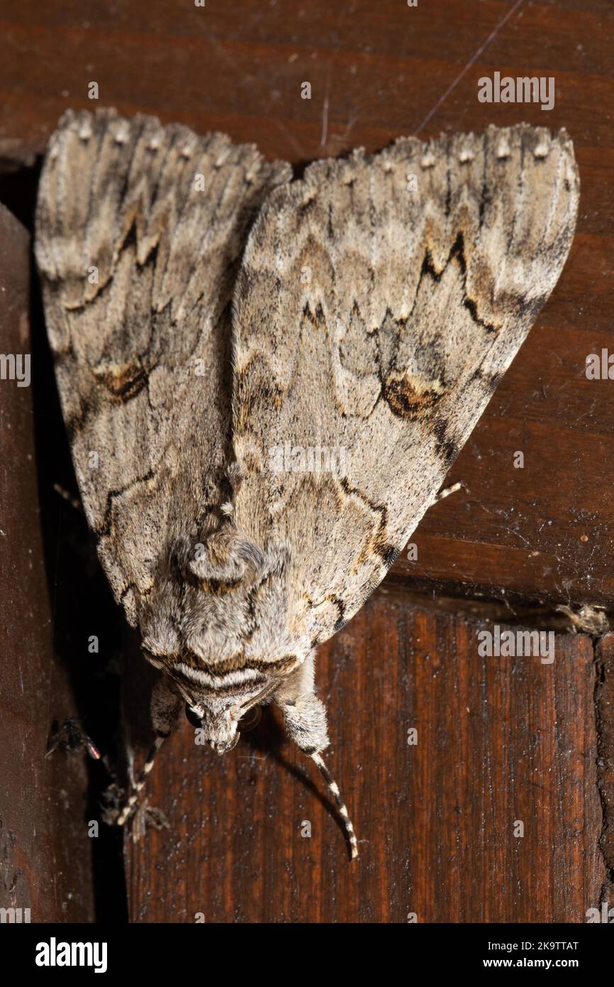 Rosy Underwing Moth with closed wings sitting on wood looking down ...