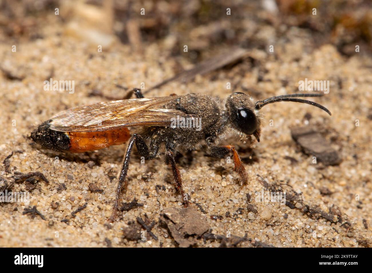 Grasshopper sand wasp seen on sandy soil on the right Stock Photo - Alamy