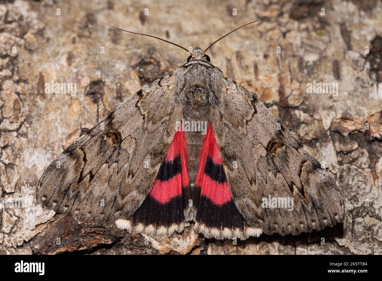 Rosy Underwing Moth with open wings sitting on tree trunk from behind ...