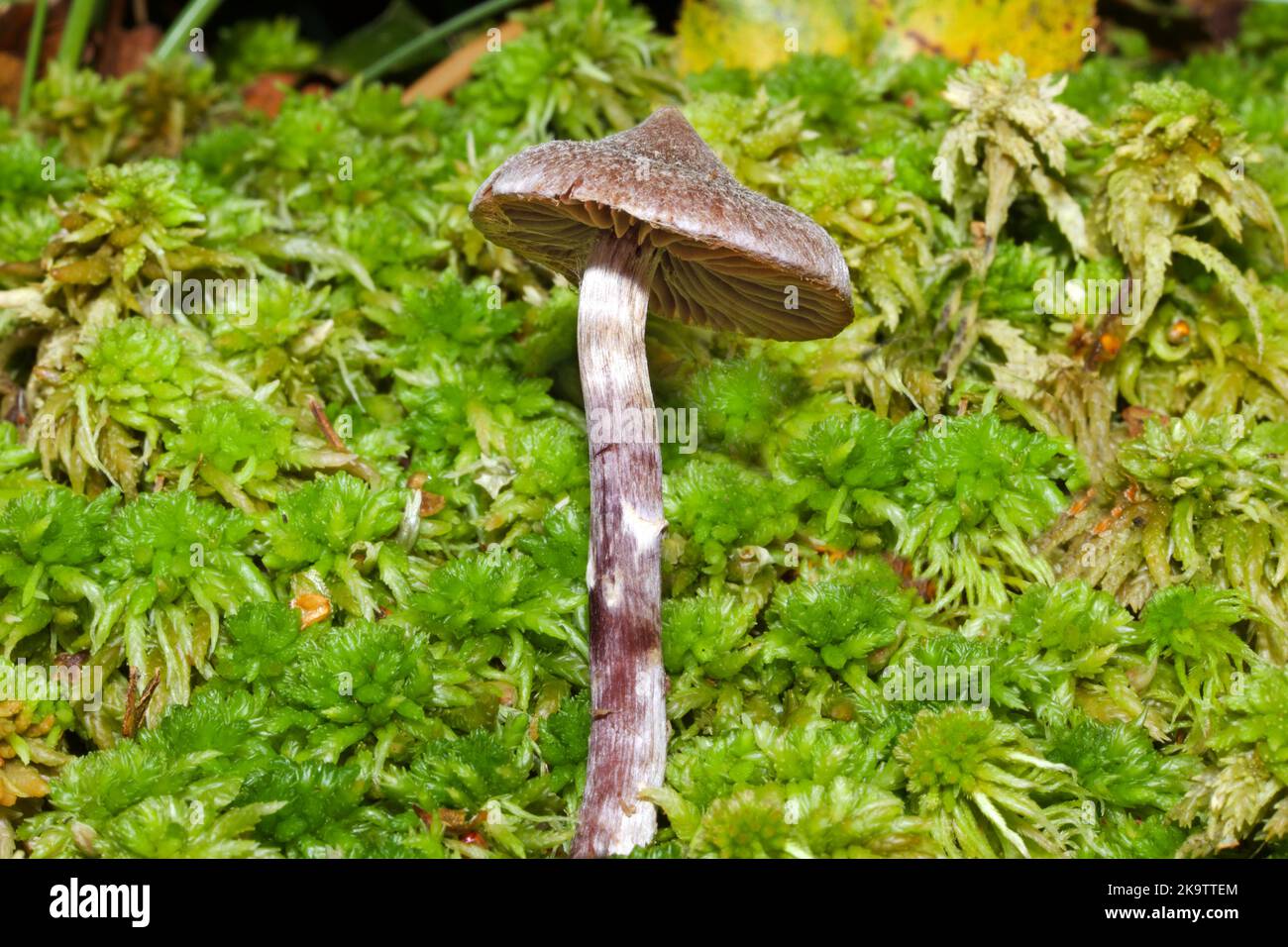 Cortinarius flexipes (Pelargonium webcap) is native to Europe and North ...