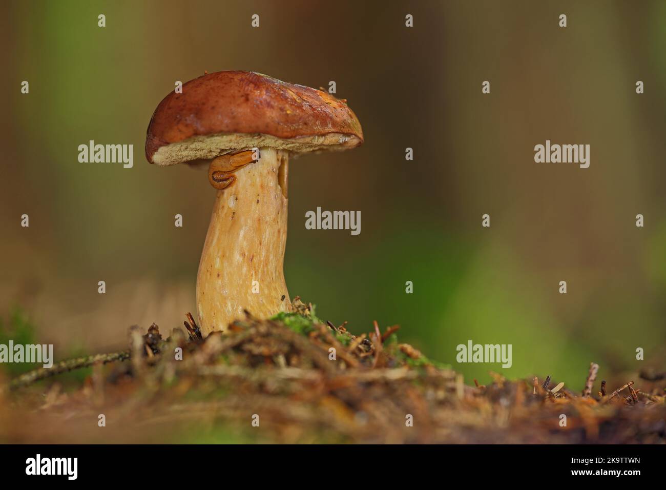 Bay bolete (Xerocomus badius) with snails, feeding traces, nature ...