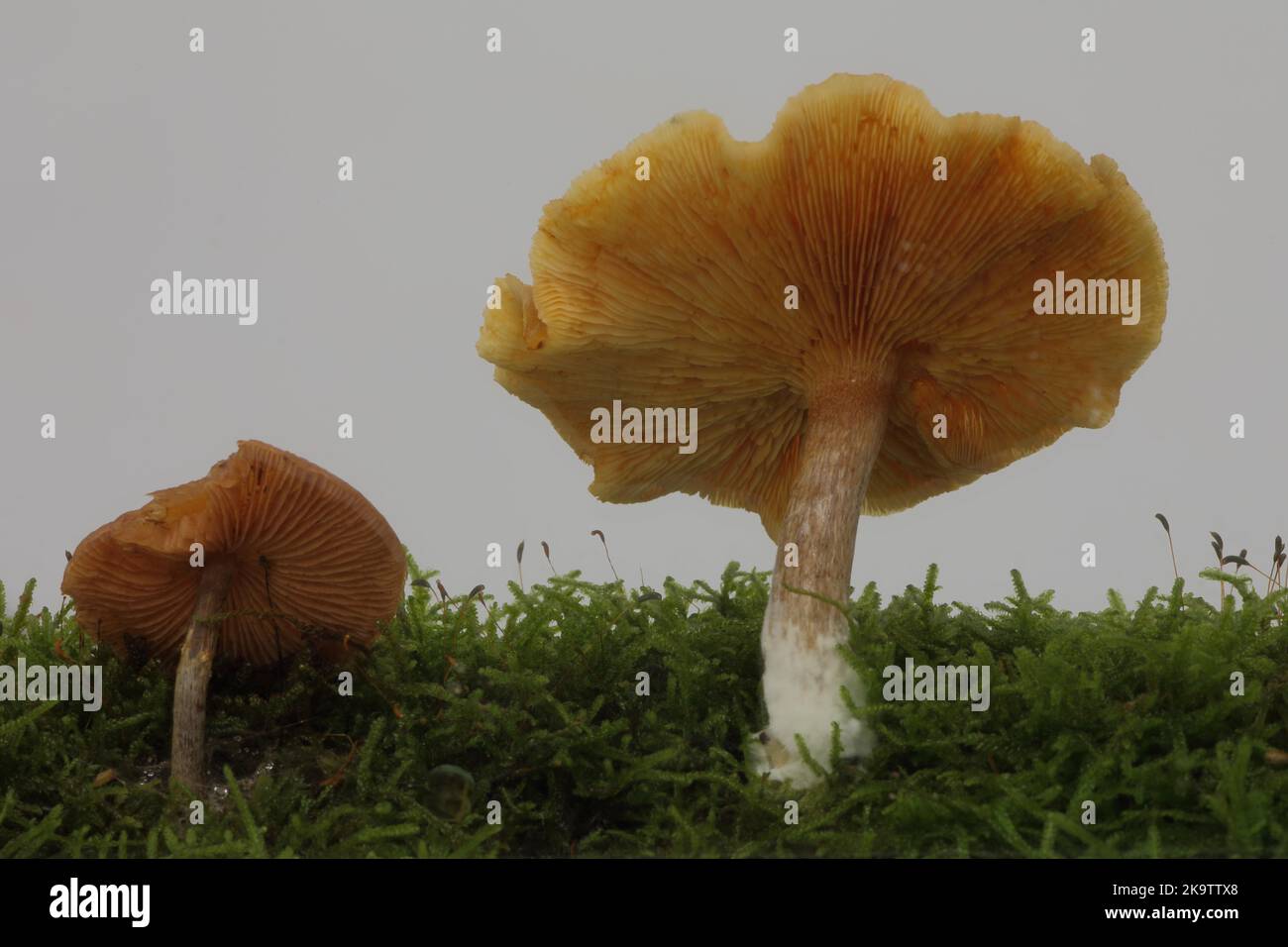 Coniferous Galerina (Galerina marginata), two, moss, fringed Galerina ...