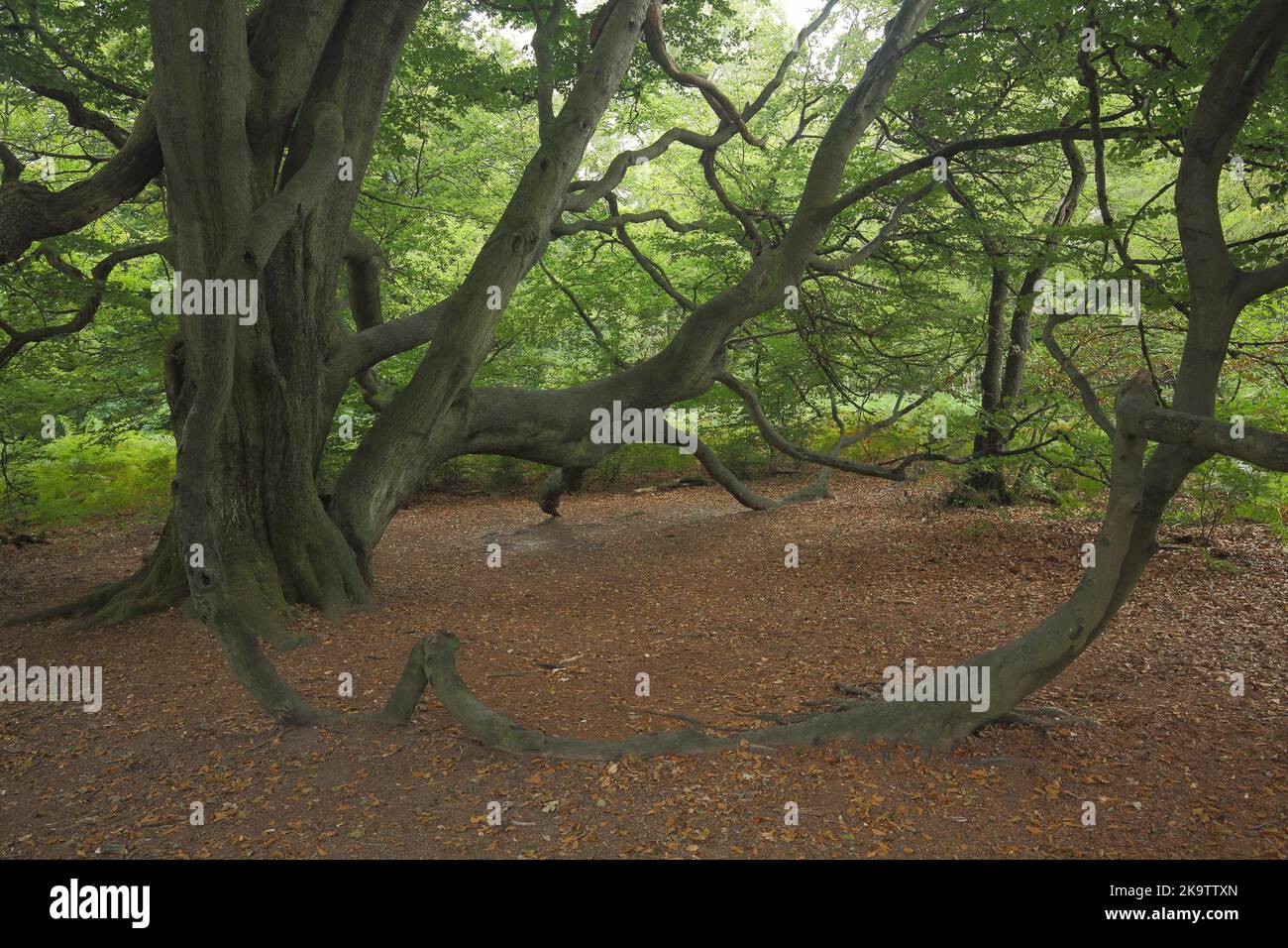Common beech (Fagus sylvatica) in the primeval forest Sababurg, soil ...